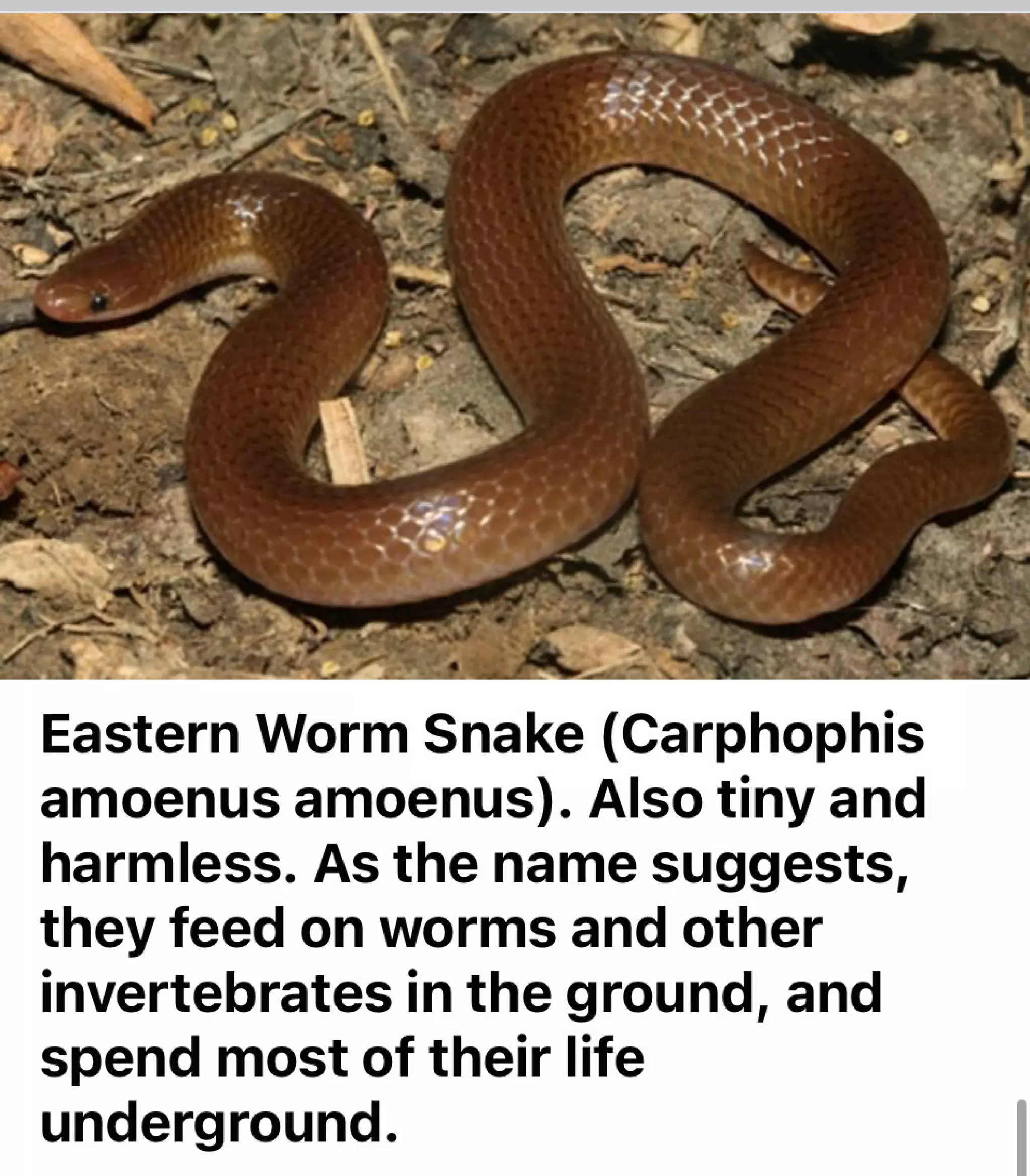 Eastern Worm Snake | PDF | Reptiles | Pets