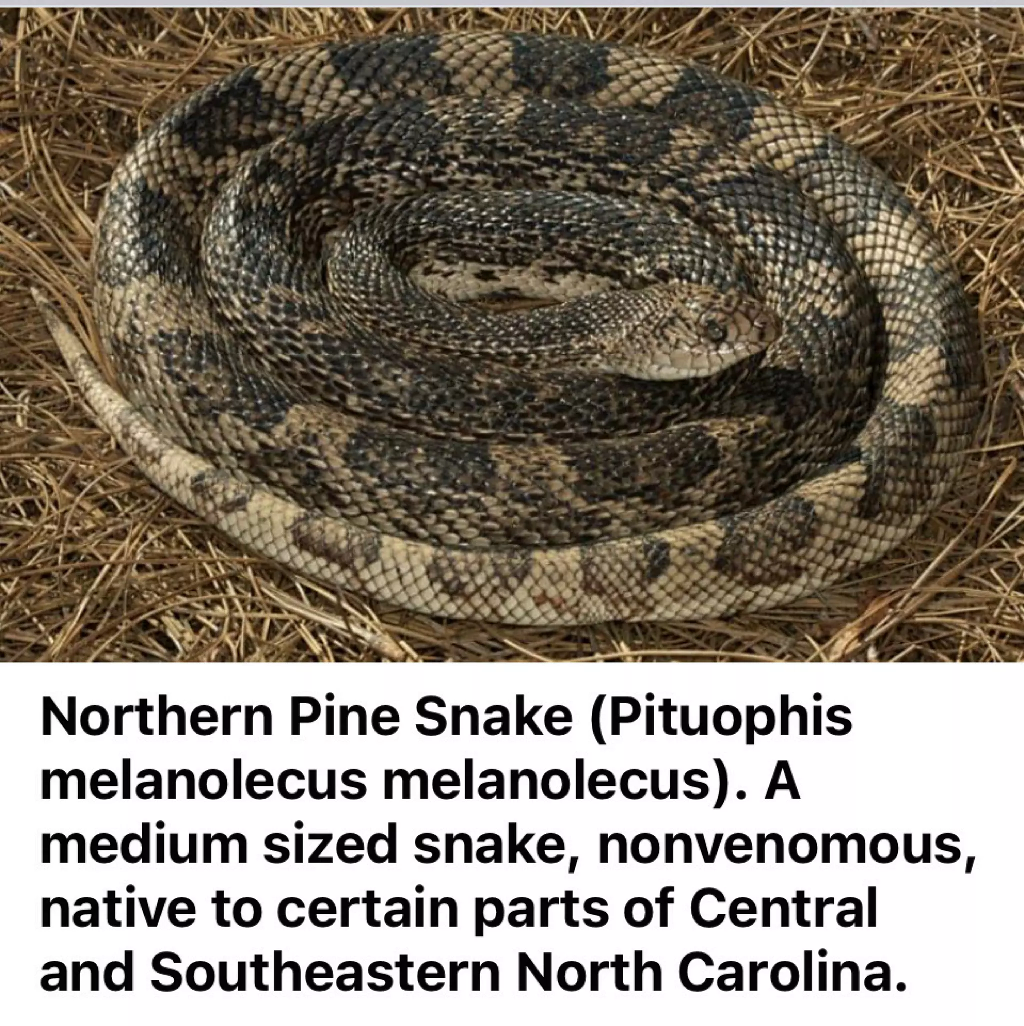 Northern Pine Snake | PDF