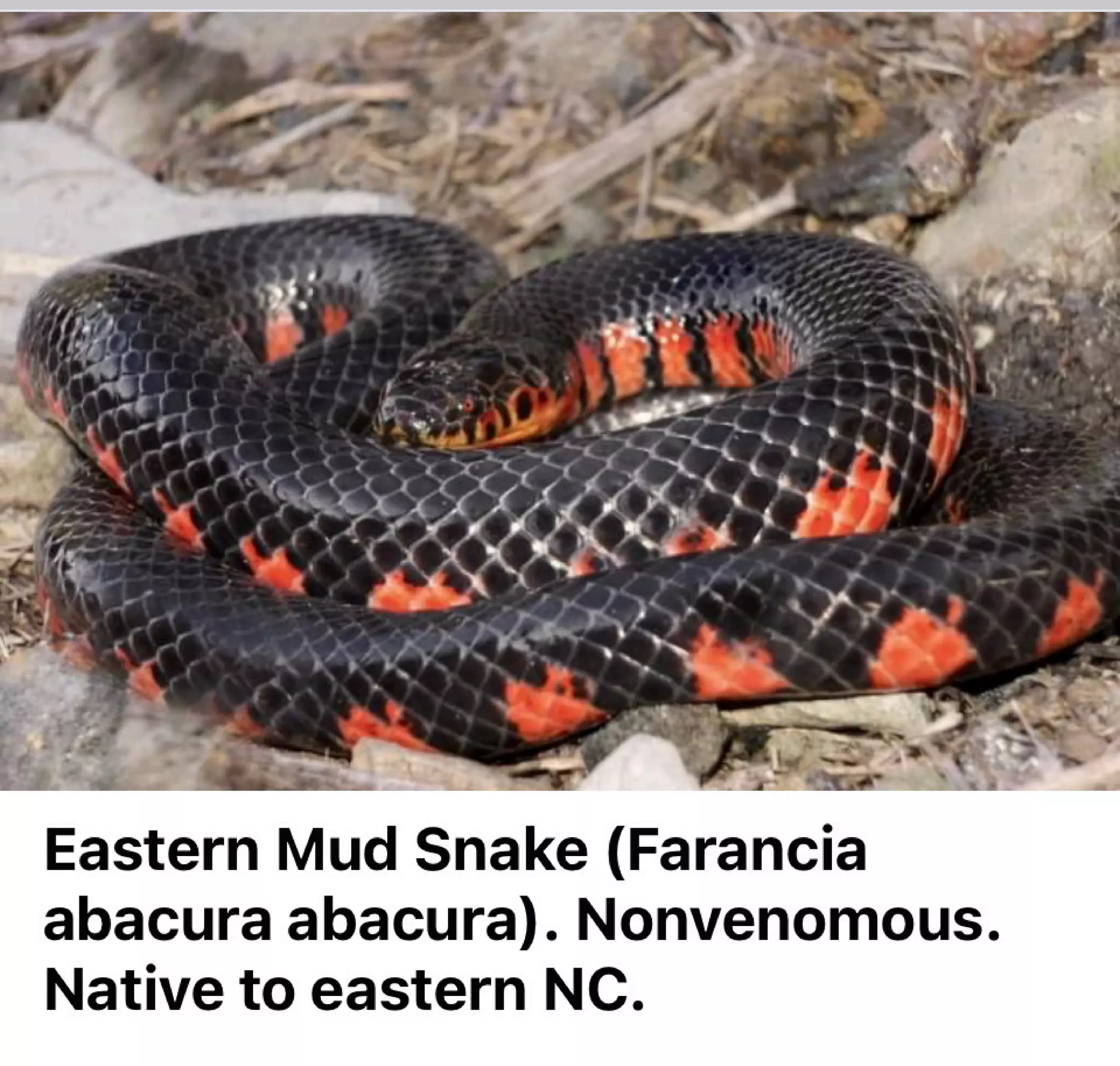 Eastern Mud Snake | PDF