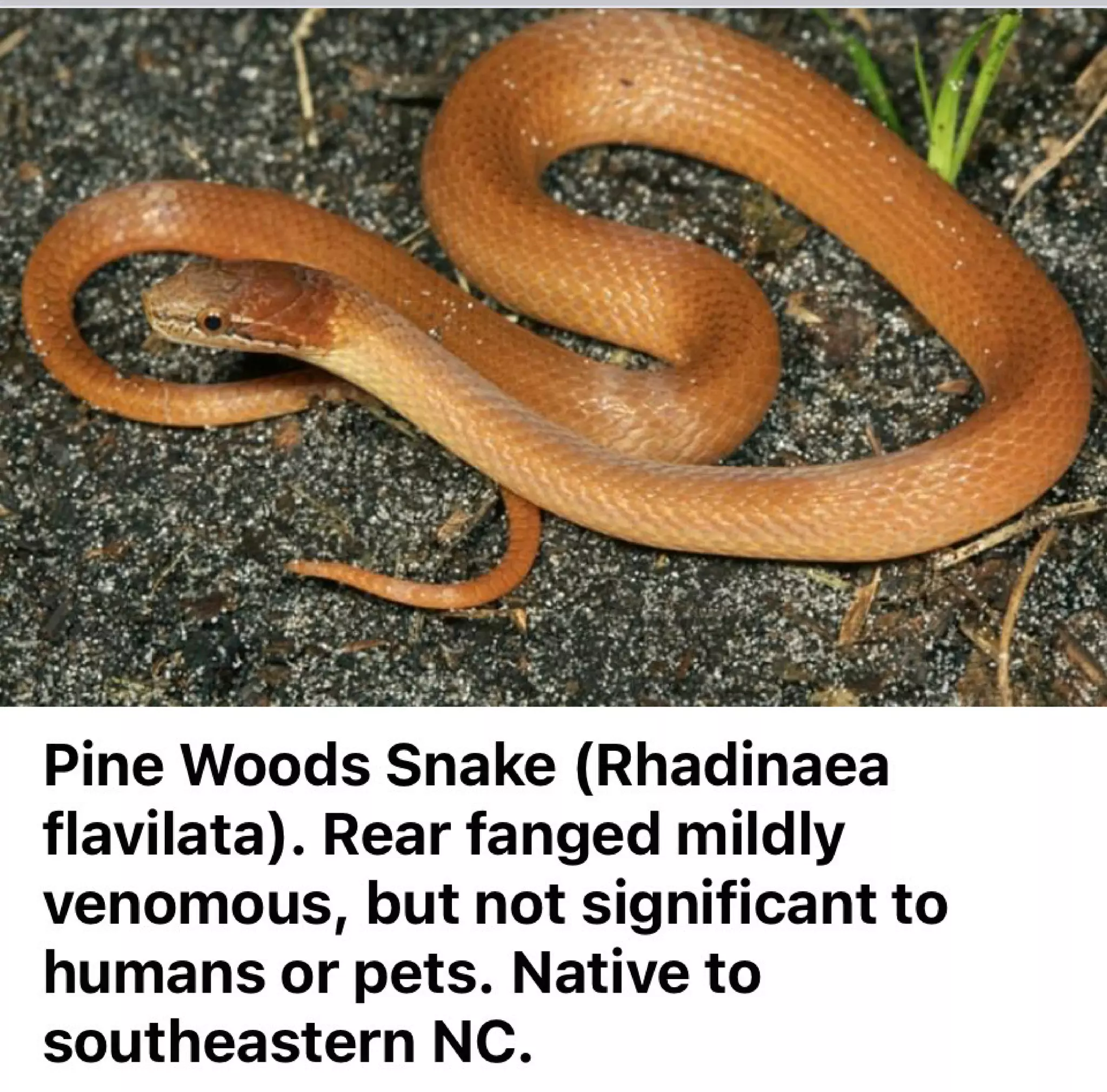 pine Woods Snake | PDF