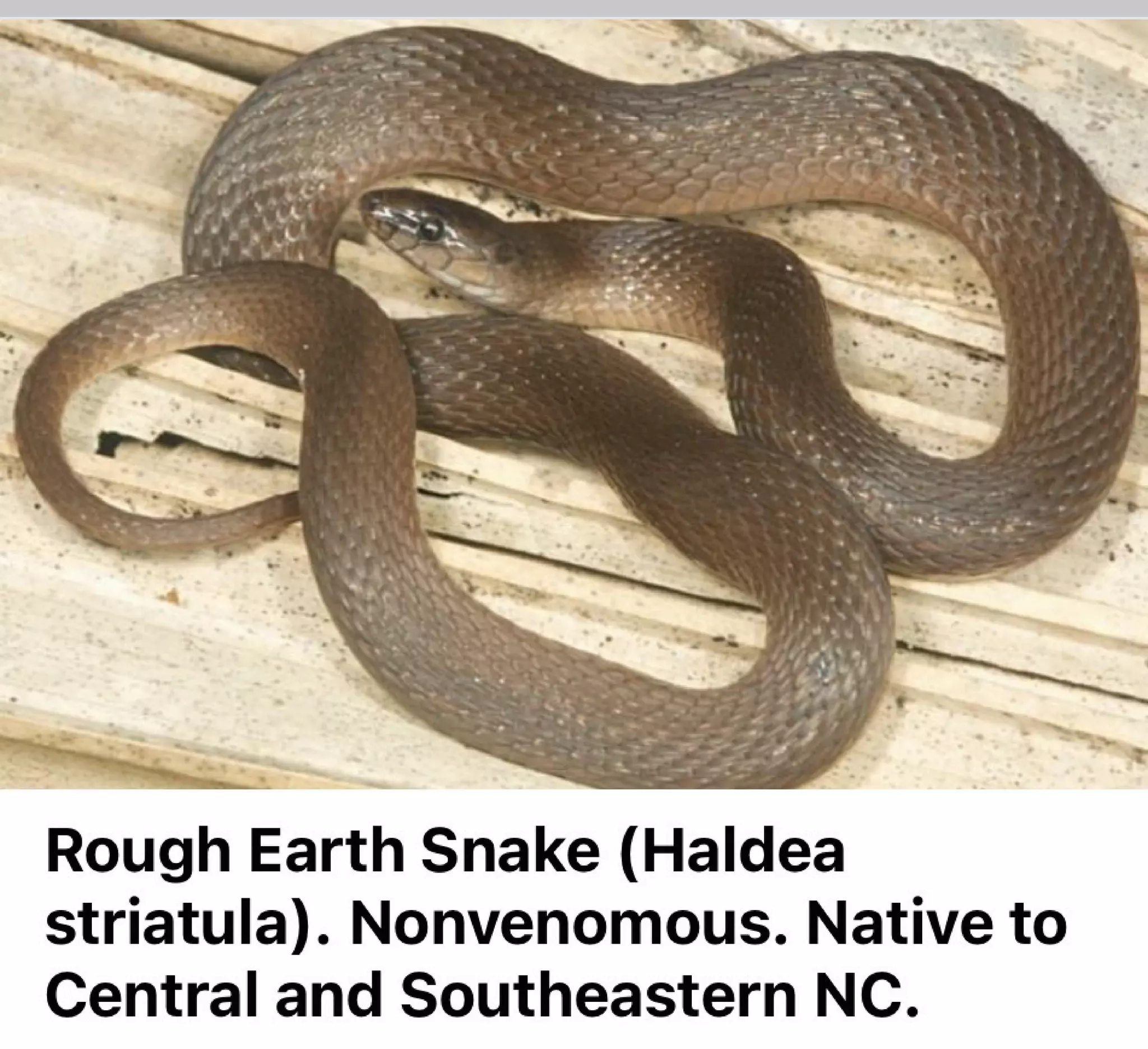 Rough Earth Snake | PDF