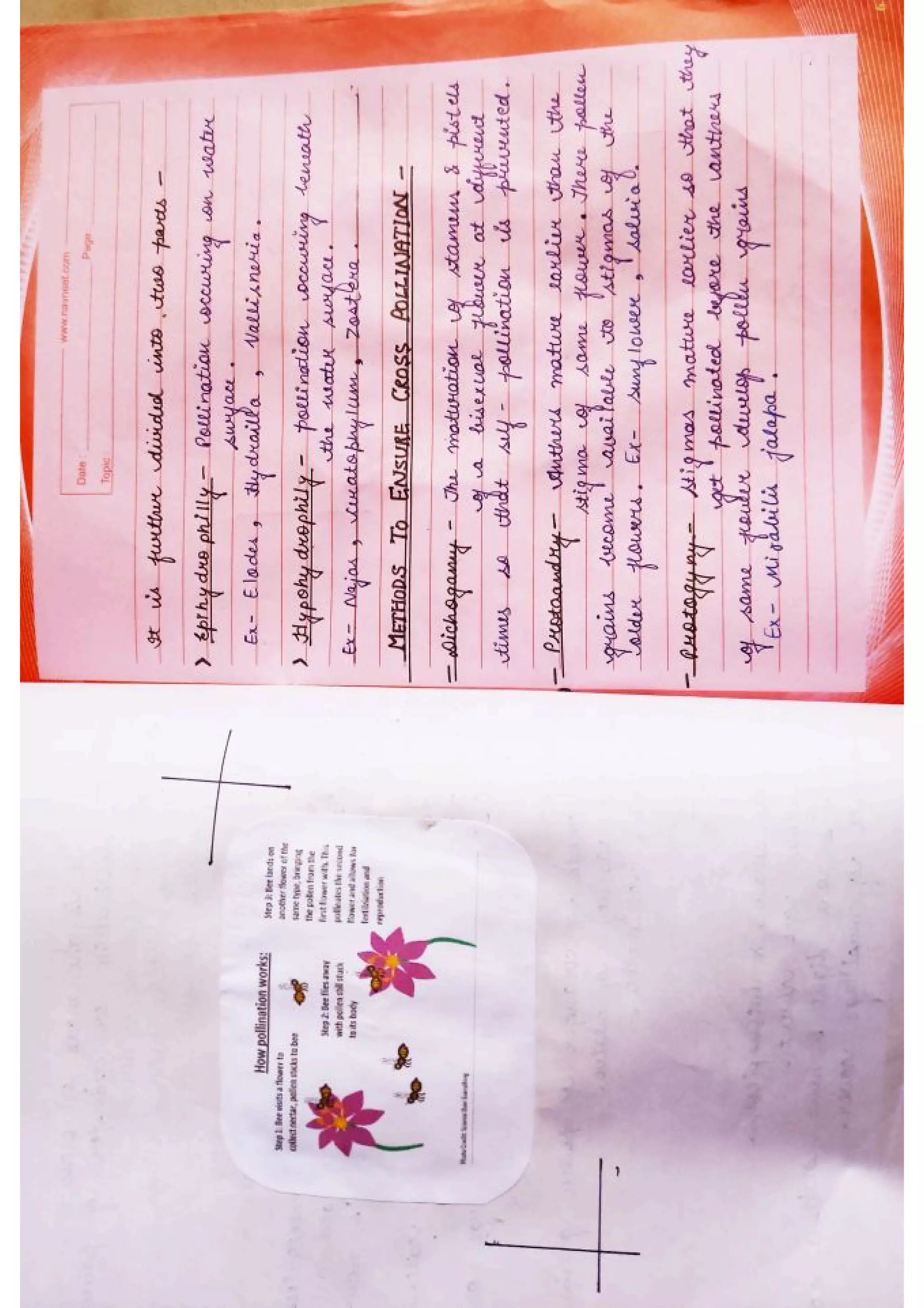 Biology Investigatory Project Class 12 on Pollination | PDF