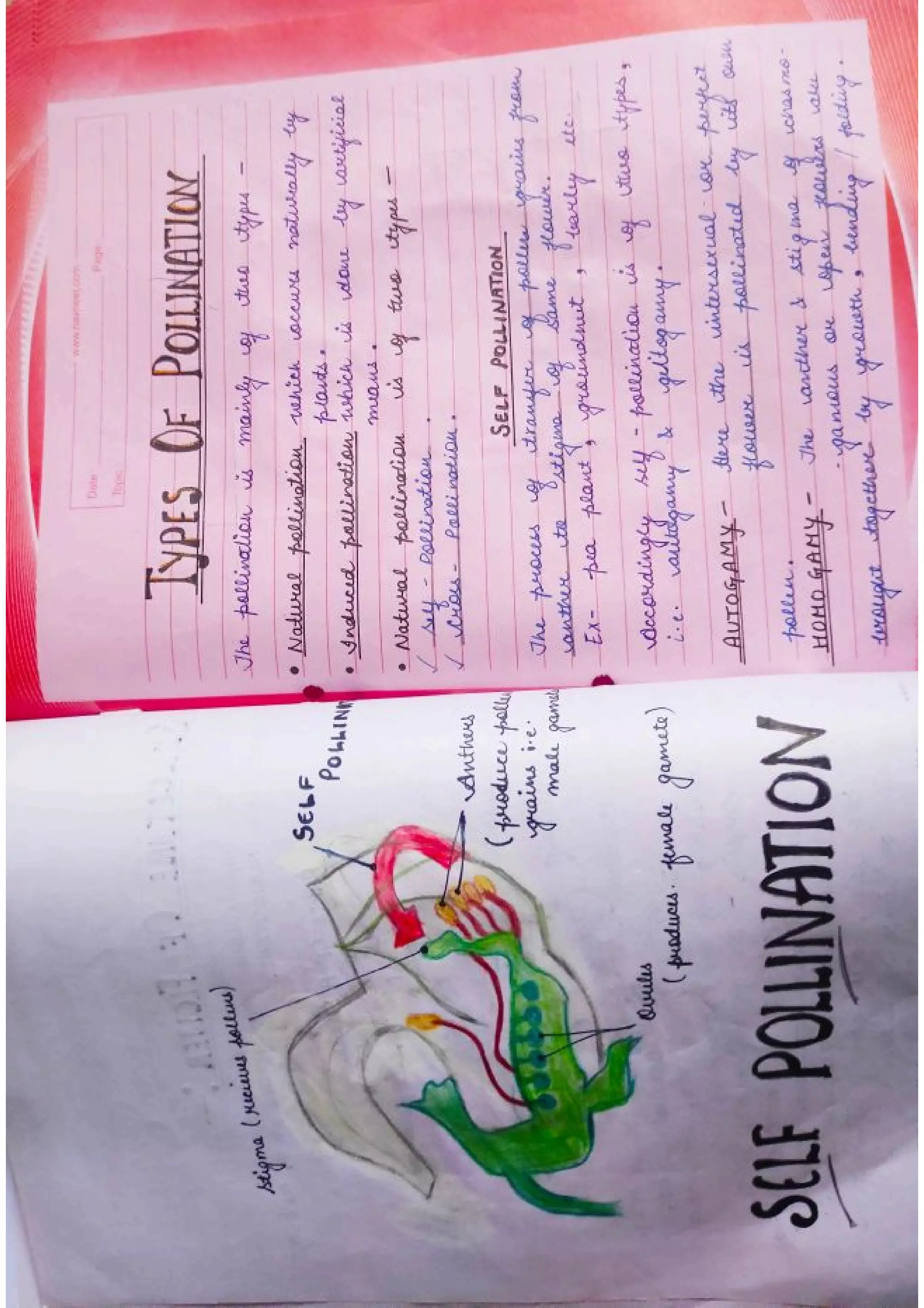 Biology Investigatory Project Class 12 on Pollination | PDF