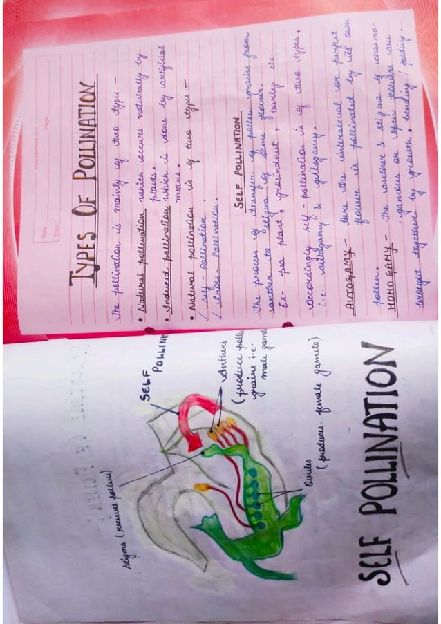 Biology Investigatory Project Class 12 on Pollination | PDF