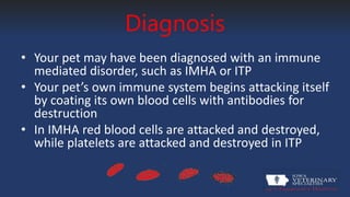 IMHA and ITP | PPTX