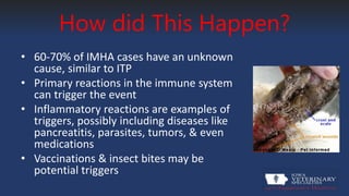 IMHA and ITP | PPTX