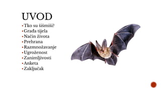 ŠIŠMIŠI(1).pdf 1241241241244124141241412 | PDF