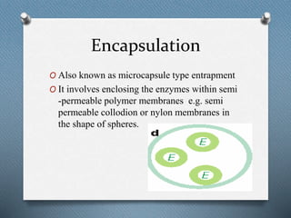 Enzyme Immobilization | PPTX