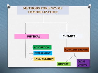 Enzyme Immobilization | PPTX