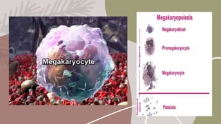 Immature platelet fraction (IPF)(Reticulated Platelets) | PPTX | Blood ...