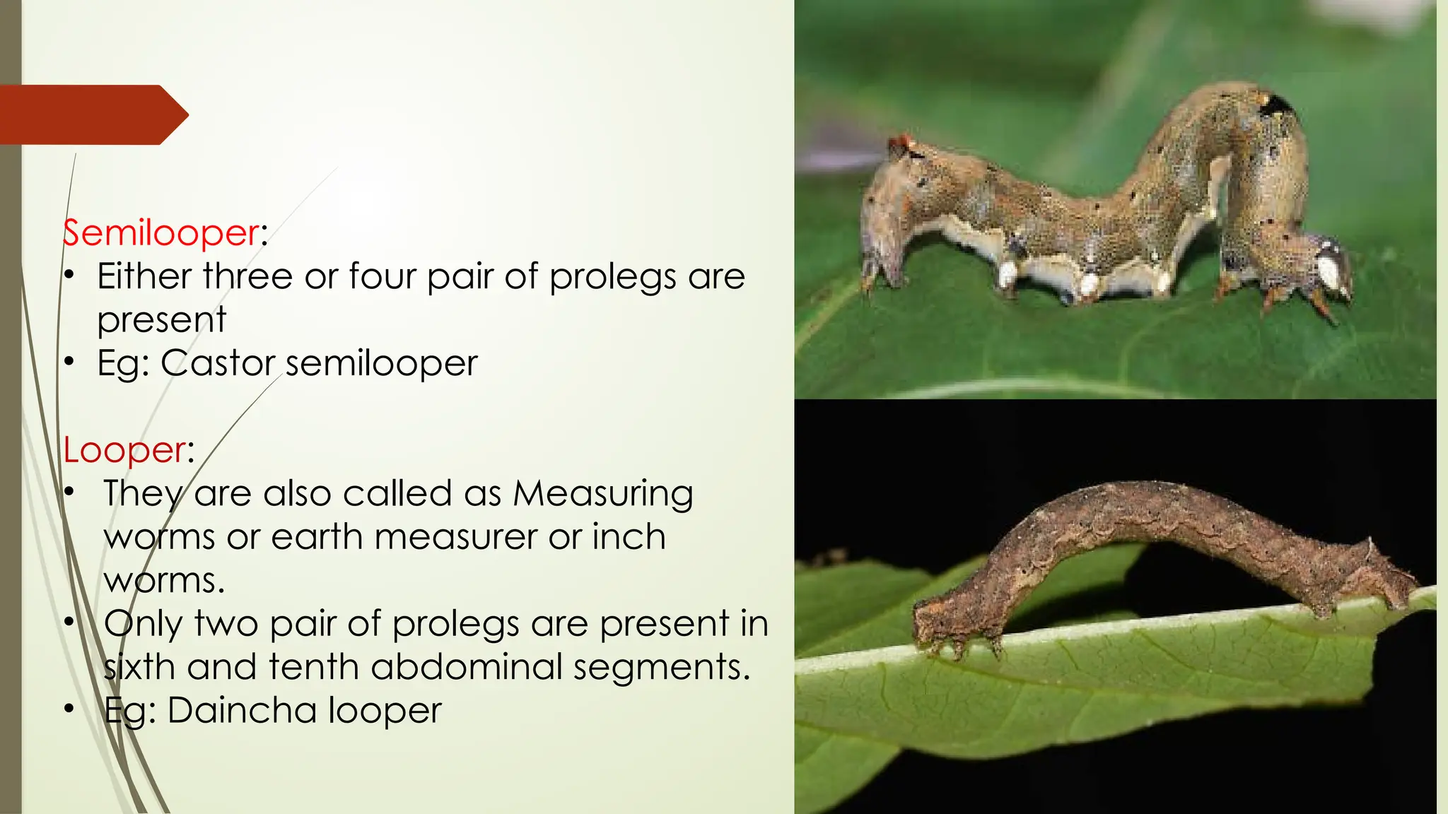 Immature stages of insects ;Types of egg, larvae and pupa | PPTX ...
