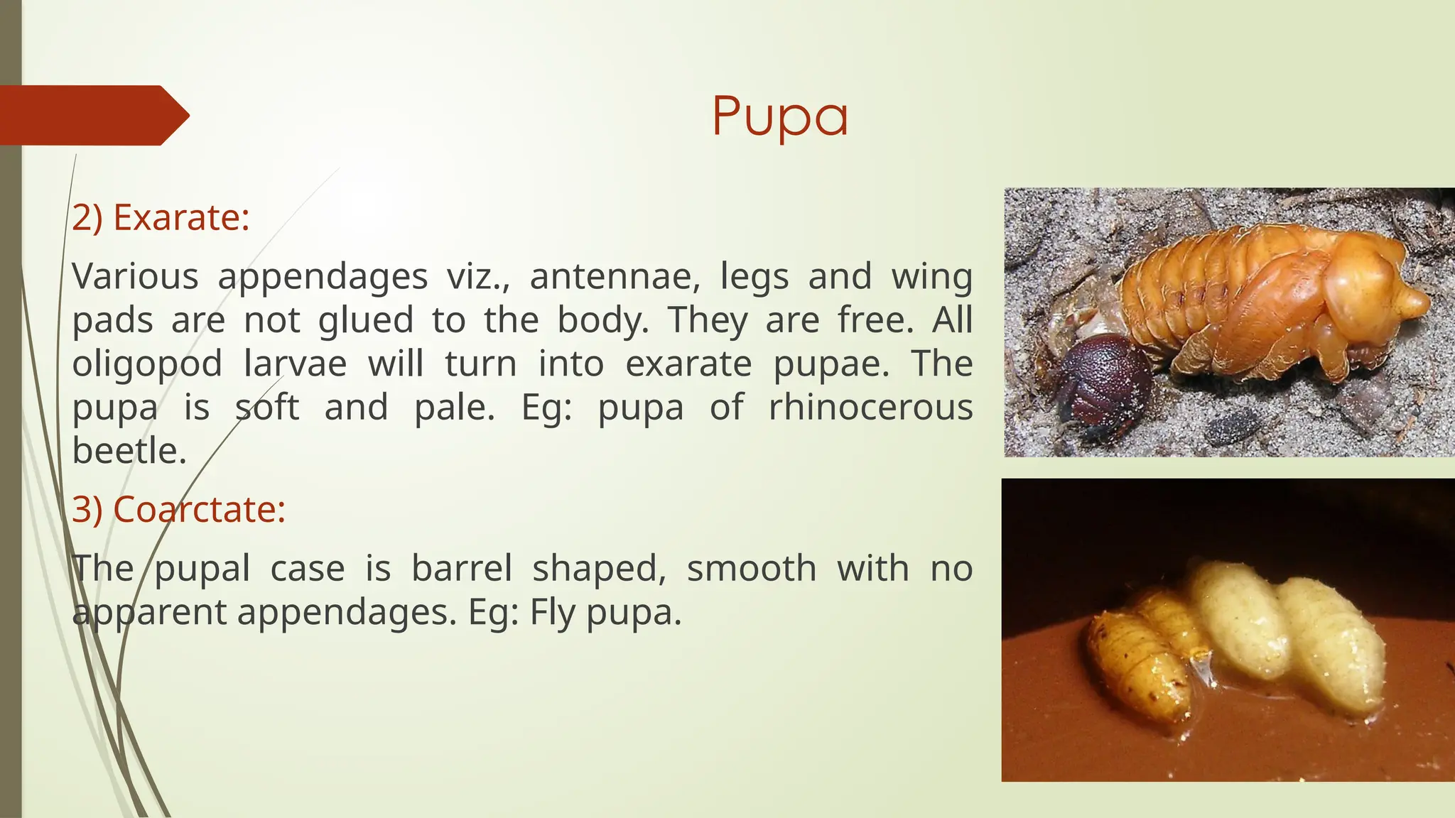 Immature stages of insects ;Types of egg, larvae and pupa | PPTX