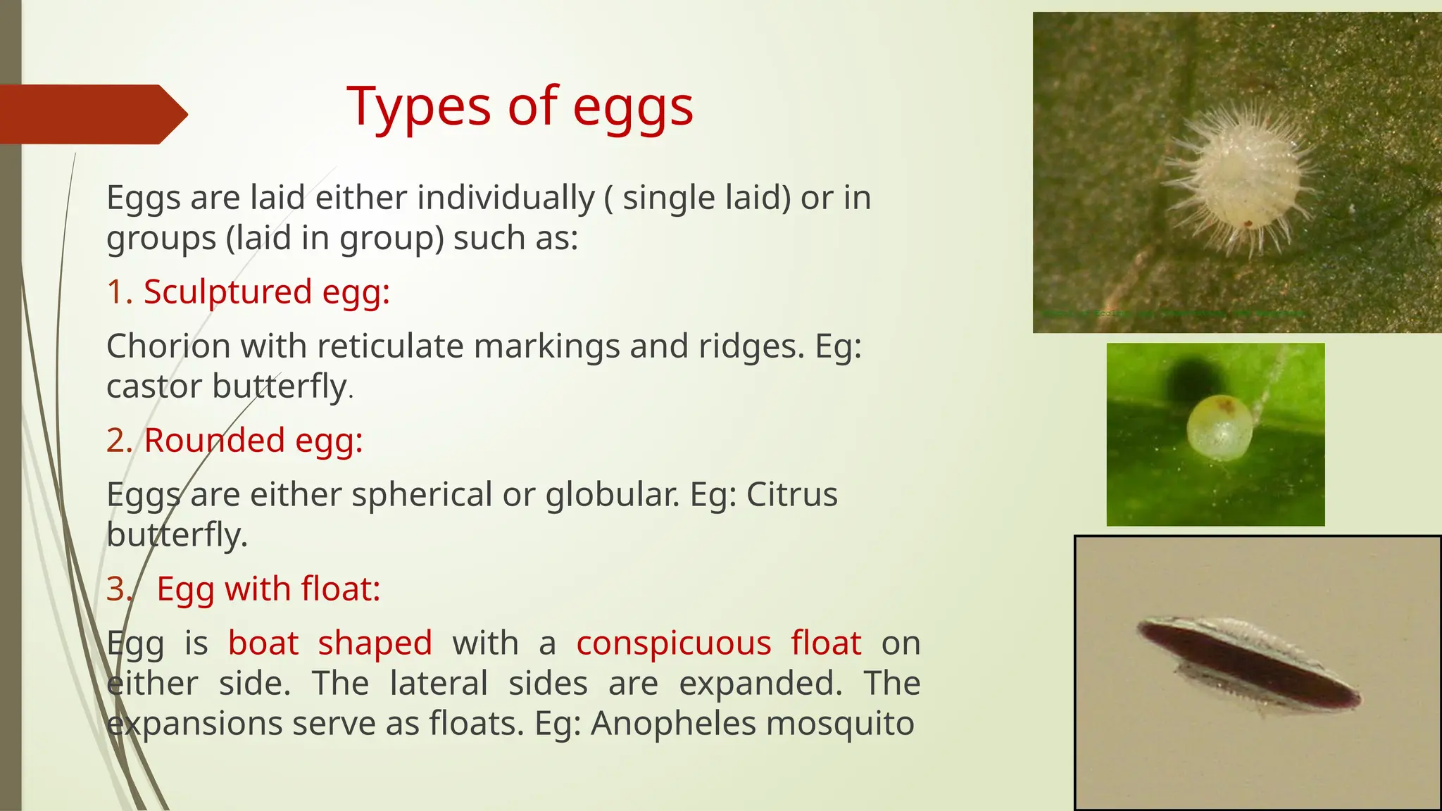 Immature stages of insects ;Types of egg, larvae and pupa | PPTX
