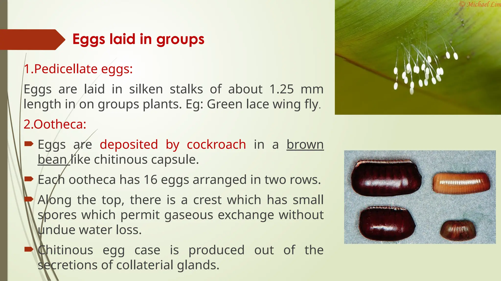 Immature stages of insects ;Types of egg, larvae and pupa | PPTX