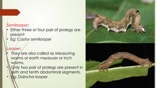 Immature stages of insects ;Types of egg, larvae and pupa | PPTX
