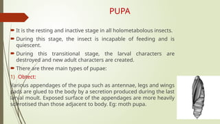Immature stages of insects ;Types of egg, larvae and pupa | PPTX