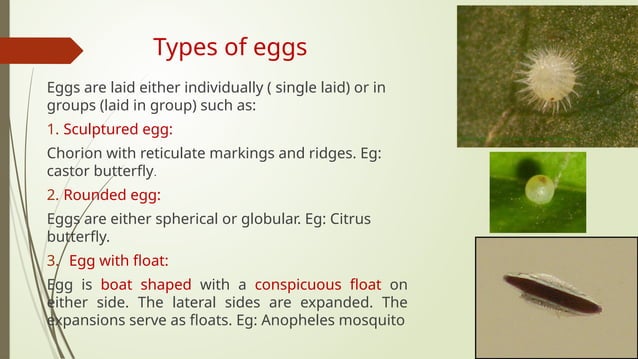 Immature stages of insects ;Types of egg, larvae and pupa | PPTX ...