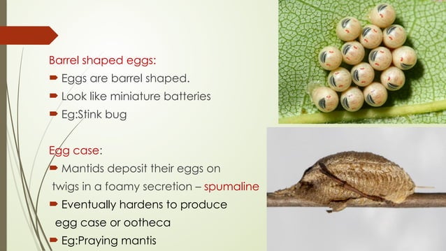 Immature stages of insects ;Types of egg, larvae and pupa | PPTX ...