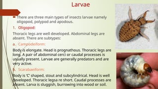 Immature stages of insects ;Types of egg, larvae and pupa | PPTX