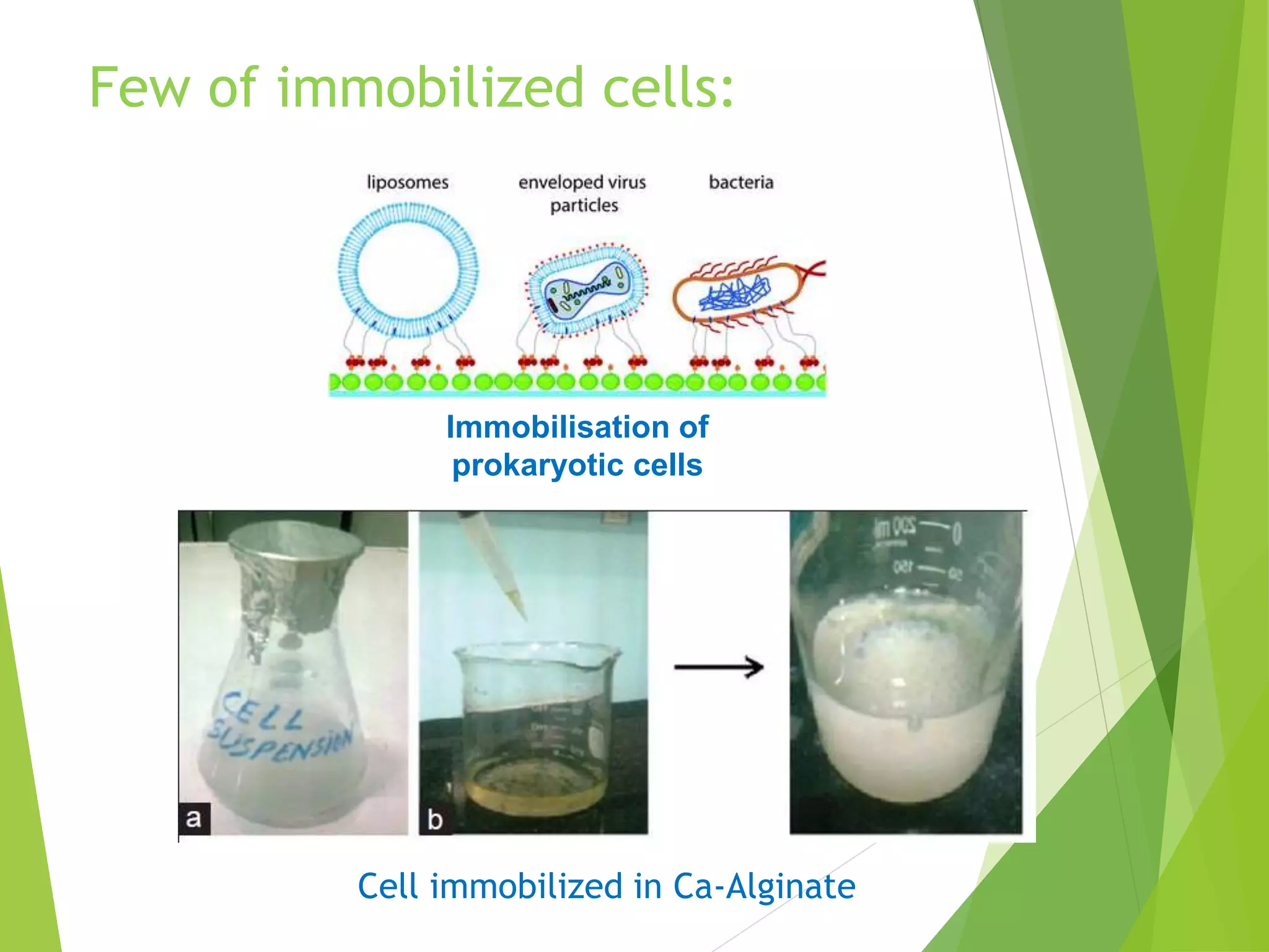 Immobilisation cell culture | PPTX