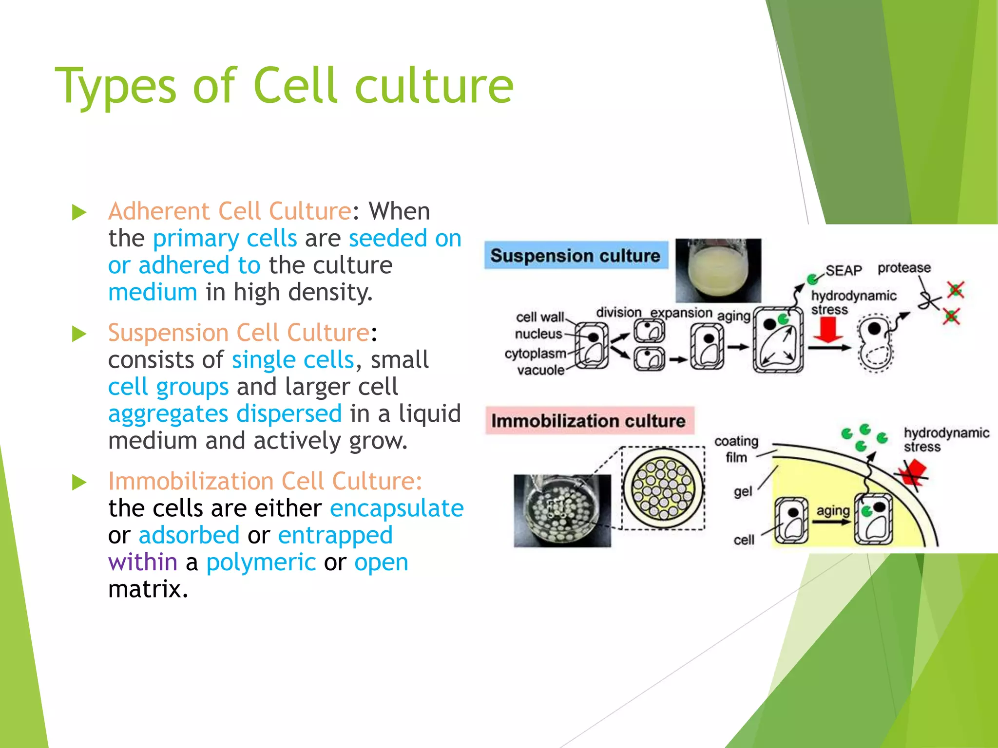 Immobilisation cell culture | PPTX