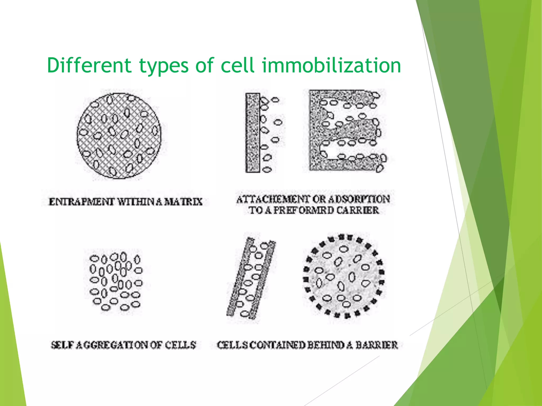 Immobilisation cell culture | PPTX | Biotech and Biomedical Industry ...