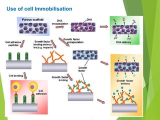 Immobilisation cell culture | PPTX