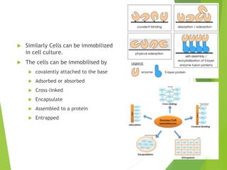 Immobilisation cell culture | PPTX