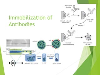 Immobilisation cell culture | PPTX