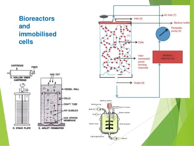 Immobilisation cell culture