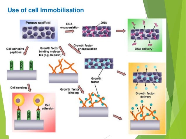 Immobilisation cell culture