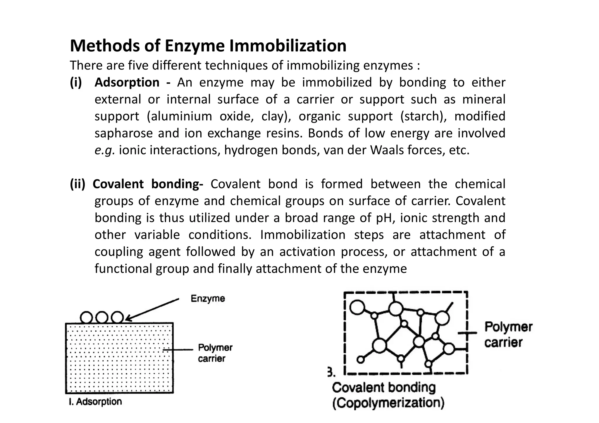 immobilised enzymes.pdf enzyme technology | PDF