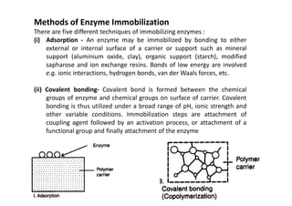 immobilised enzymes.pdf enzyme technology | PDF