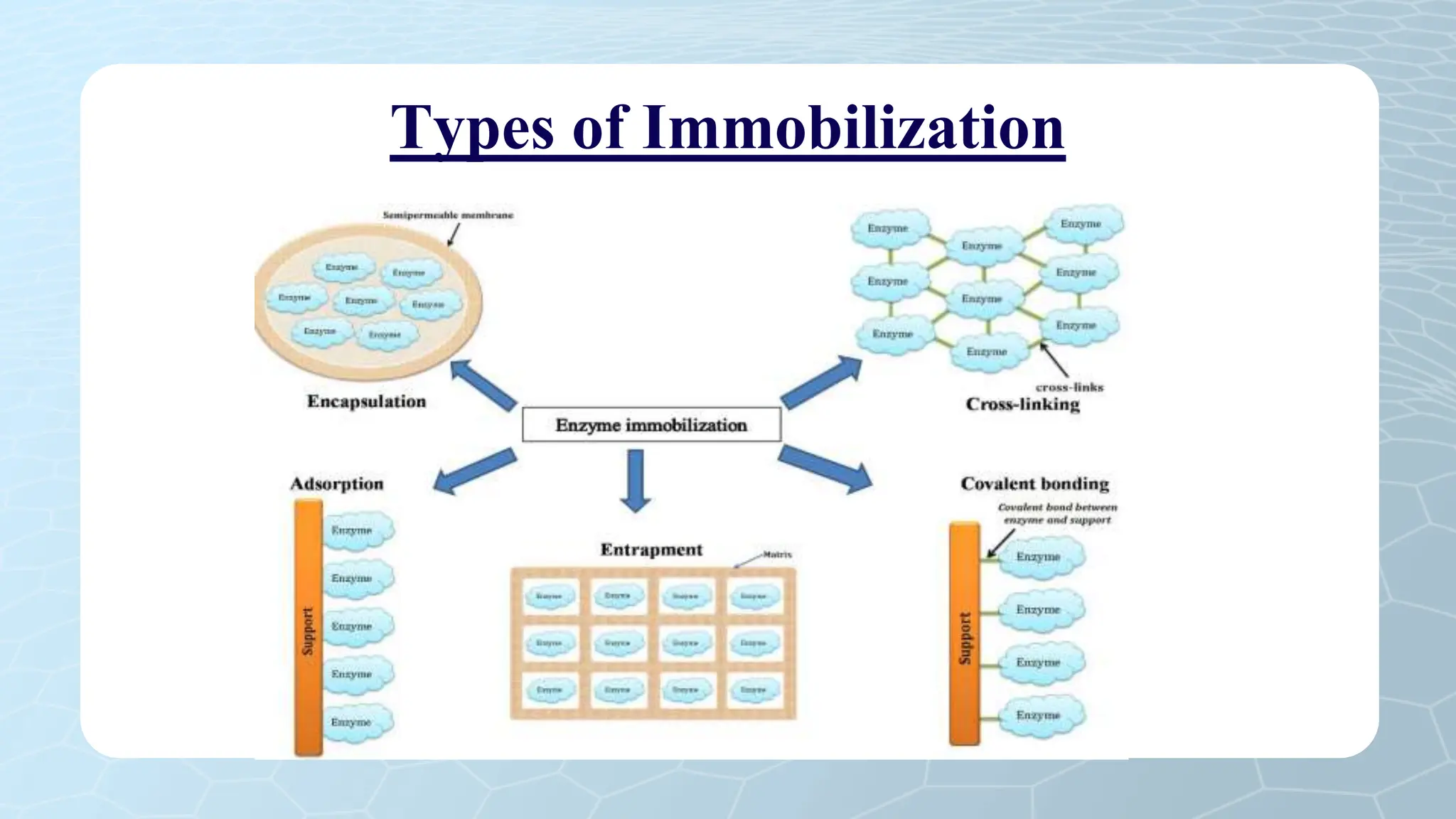 immobilization. of miceobial cells. enzymes | PPTX