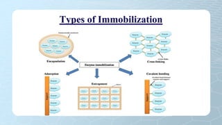 immobilization. of miceobial cells. enzymes | PPTX