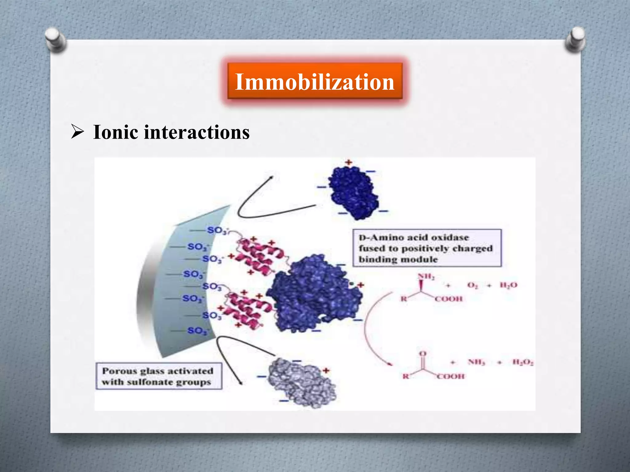 Immobilization of biomolecules on biosensors | PPTX