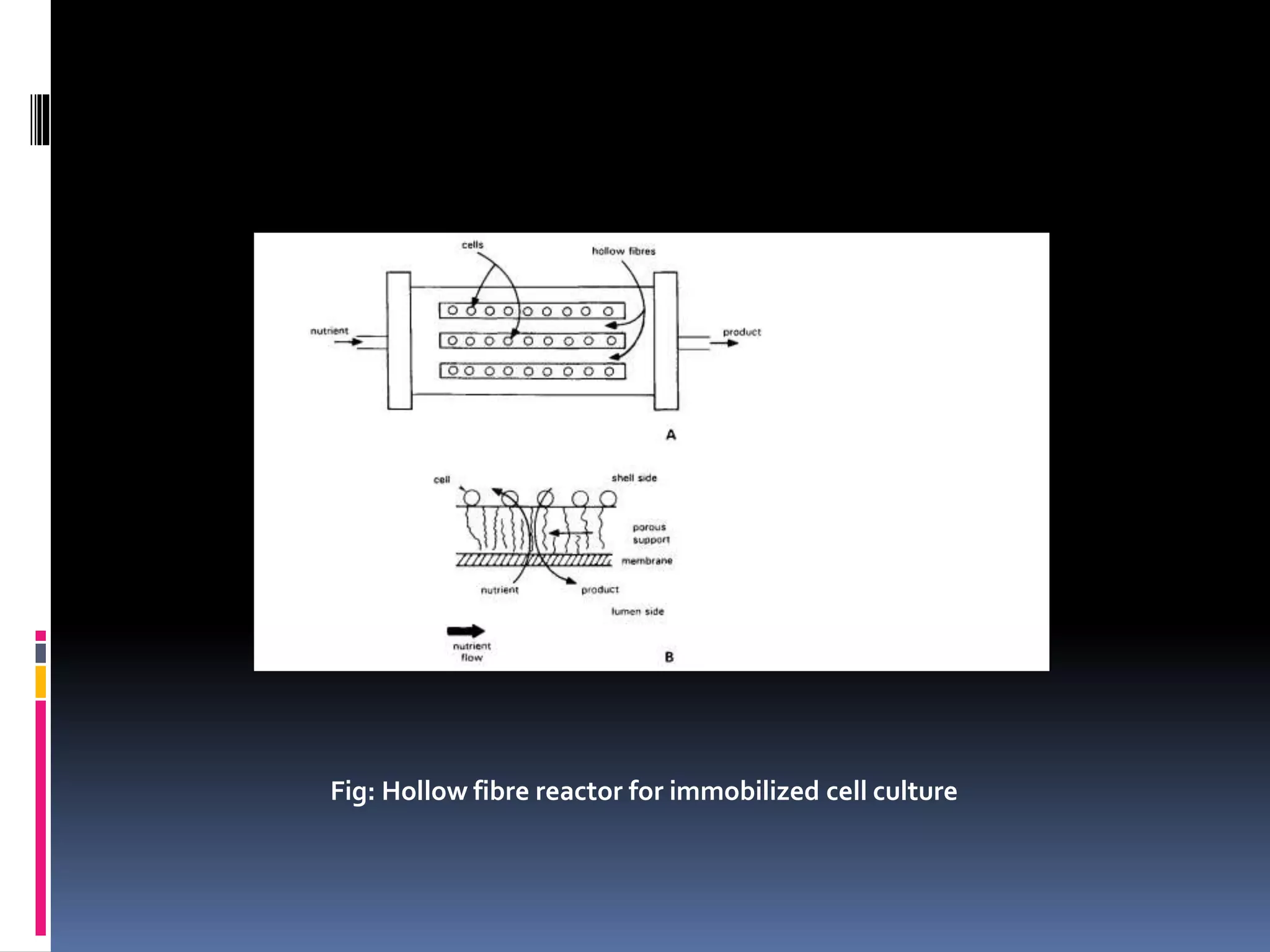 Immobilization of cells | PPTX | Biotech and Biomedical Industry ...