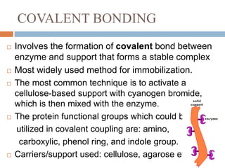 Immobilization of plant cells | PPTX