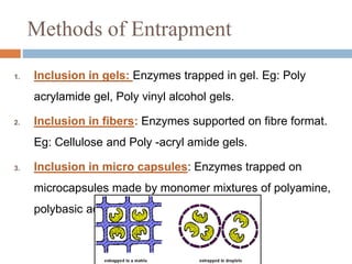 Immobilization of plant cells | PPTX
