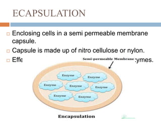Immobilization of plant cells | PPTX