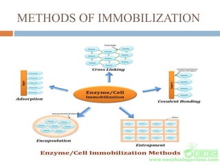 Immobilization of plant cells | PPTX