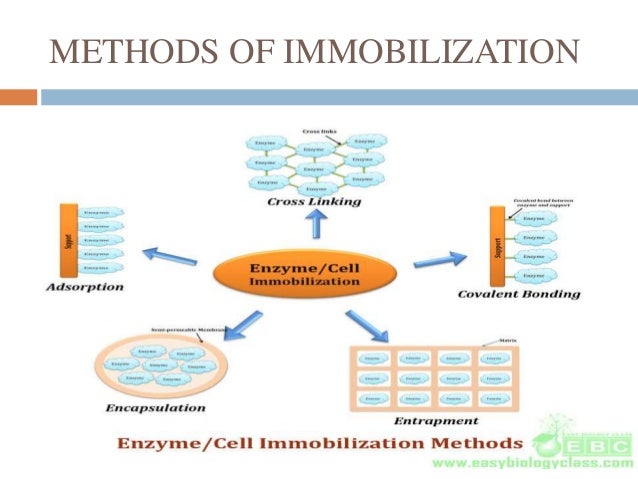 Immobilization of plant cells