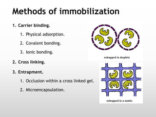 Immobilized enzyme | PDF