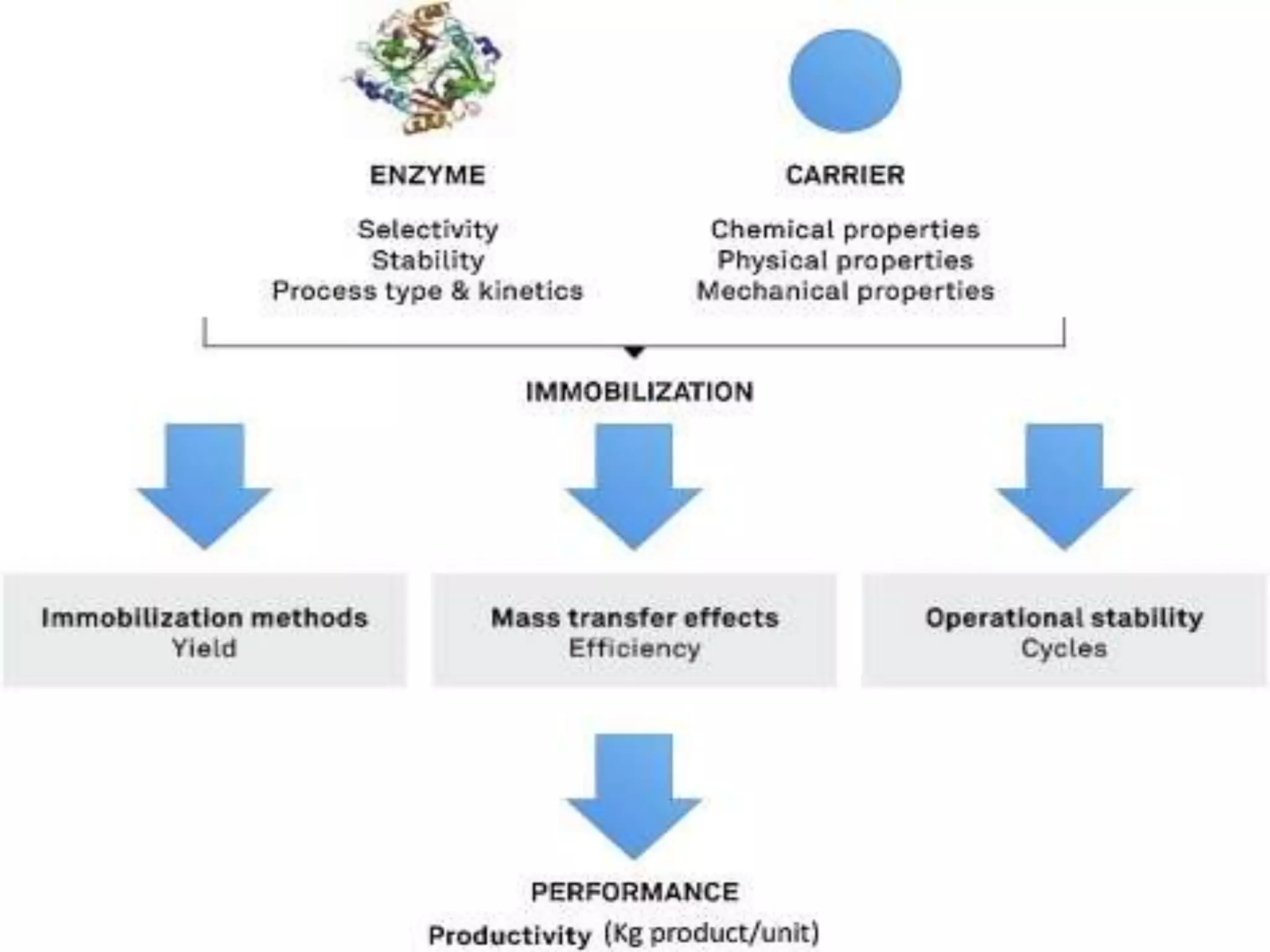 Immobilized enzymes | PPTX