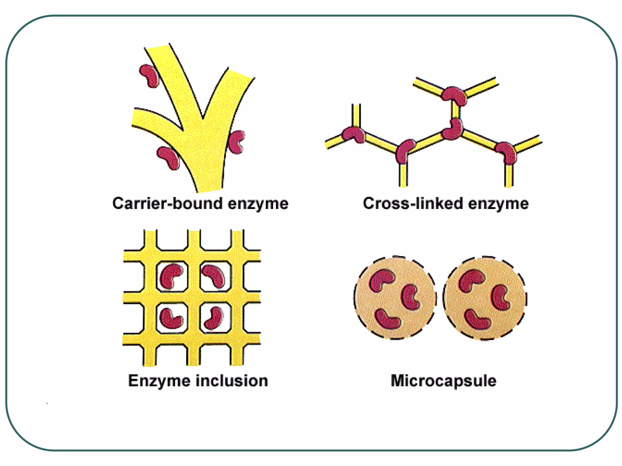Immobilized enzymes.pdf