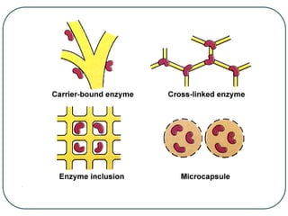 Immobilized enzymes.pdf