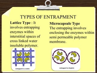 IMMOBILIZED ENZYMES AND ITS APPLICATION.ppt