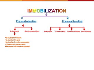 Enzyme immobilization | PPT