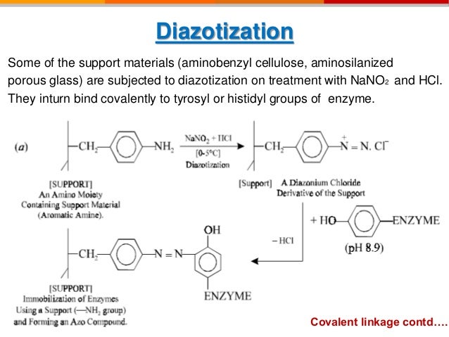 Enzyme immobilization