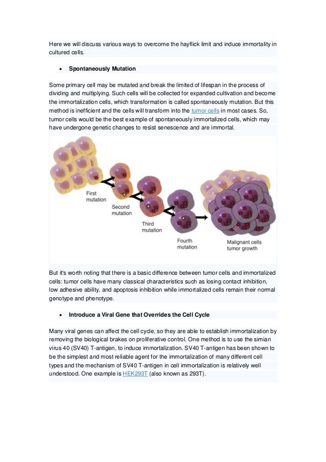 Immortalized cell culture guide